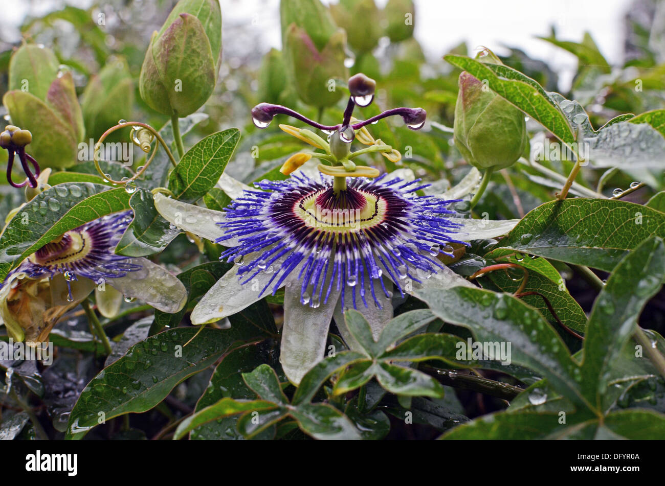 Passion Flower (Passiflora) in Asturias, Spain Stock Photo - Alamy