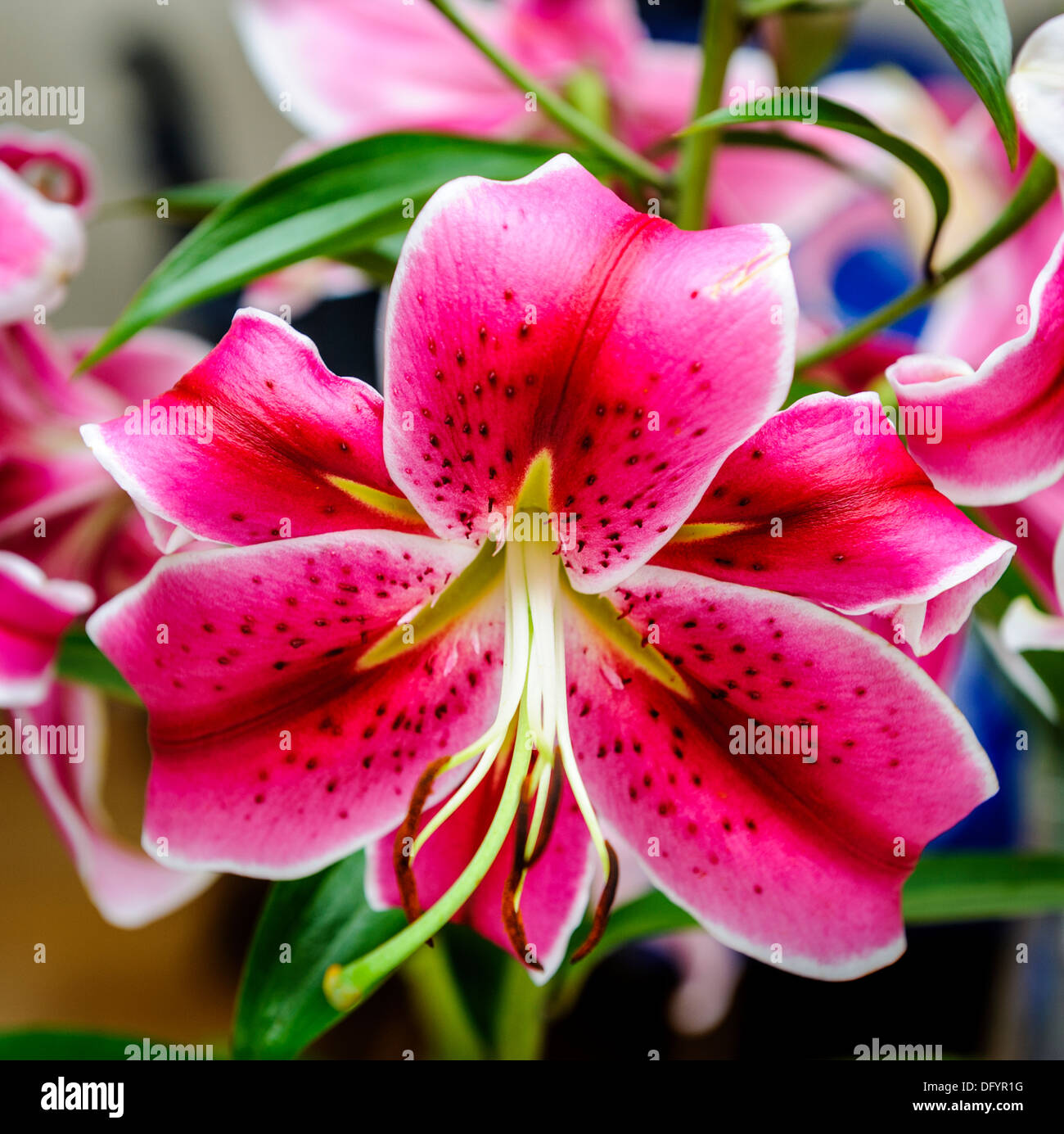 Flower display at a village flower show Stock Photo - Alamy