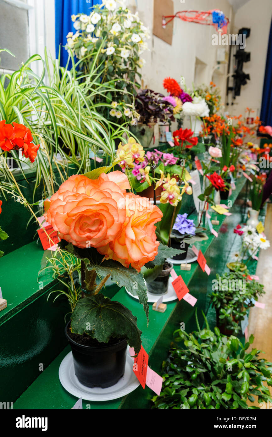 Flower display at a village flower show Stock Photo - Alamy