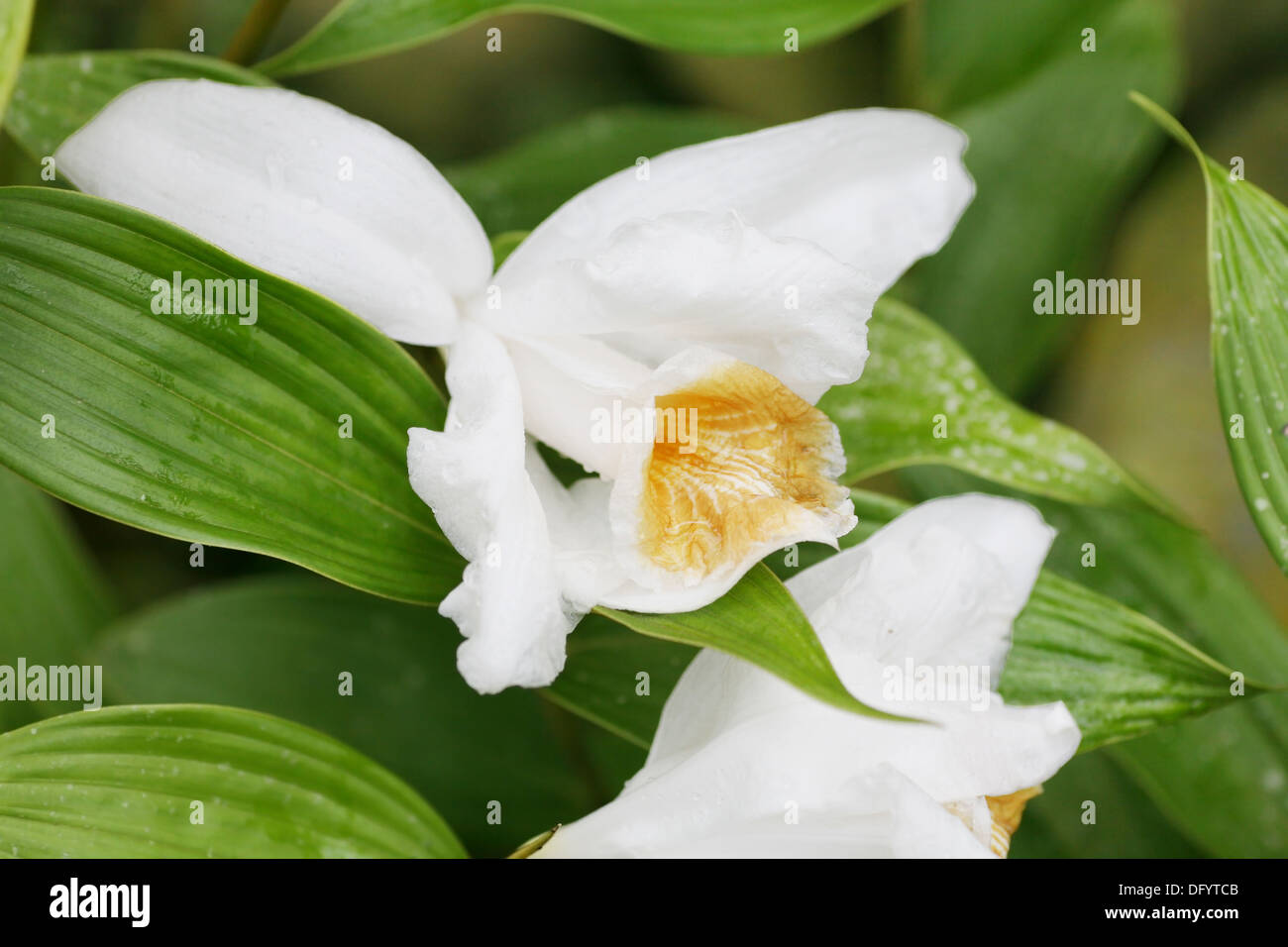 Macro shot of a Sobralia orchid. Sobralia is a genus of about 125 ...