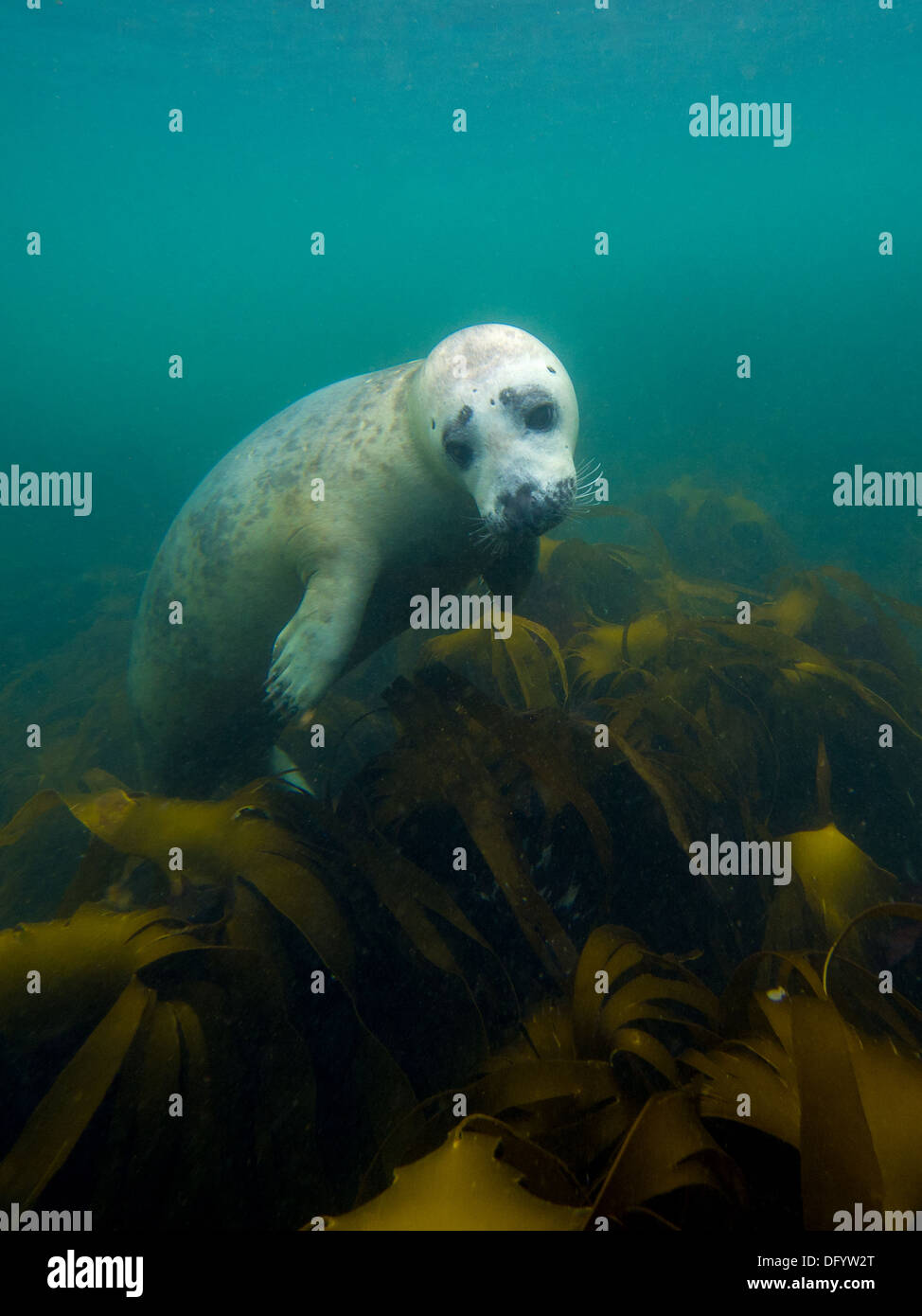 Underwater picture of grey seal ( Halichoerus grypus ) diving in Norh ...