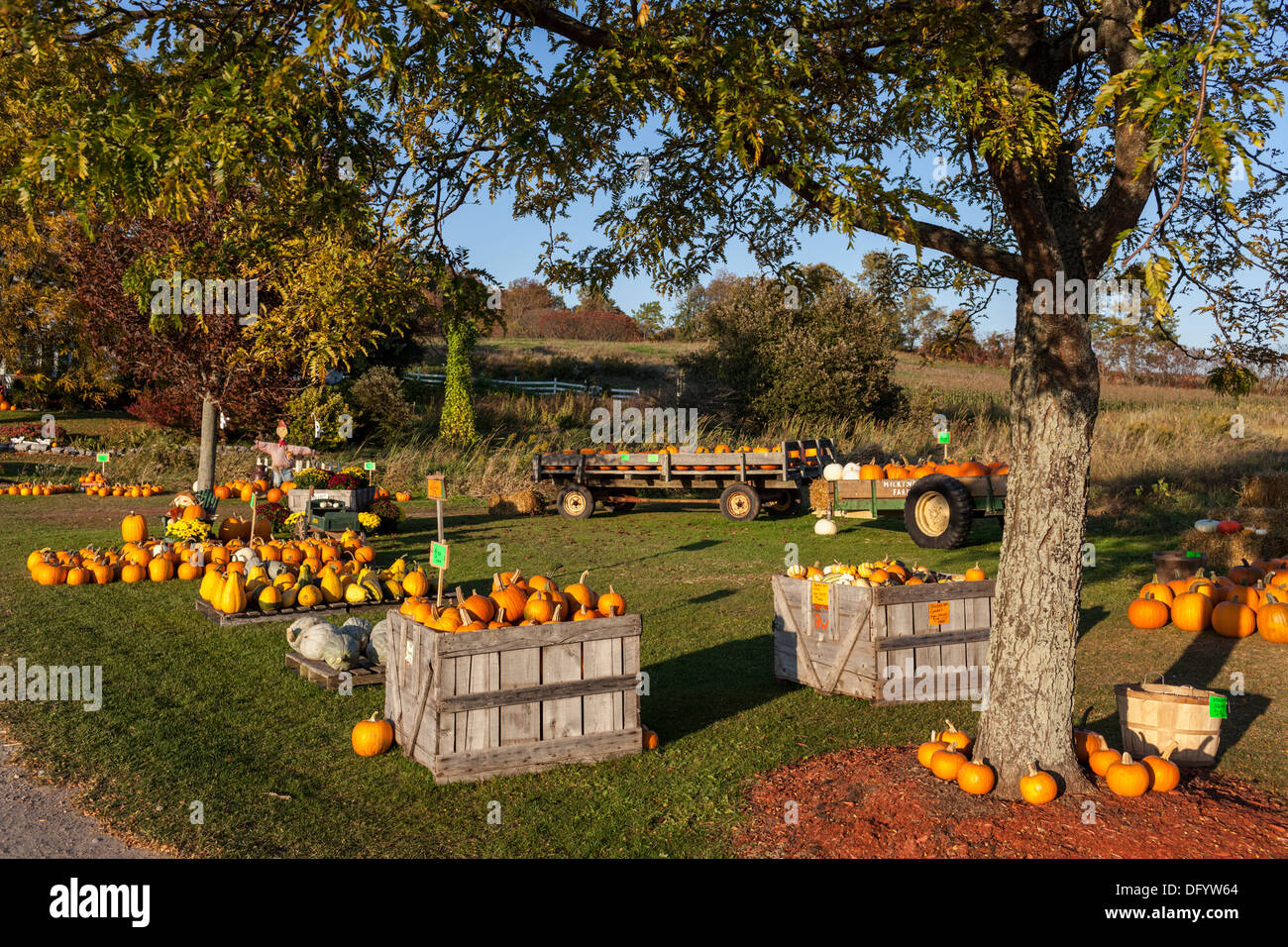 A good year for pumpkins in Mohawk Valley of New York State, late ...