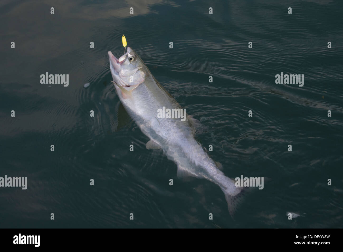 A pink salmon, also known as a Humpie, caught sport fishing on a Dick ...