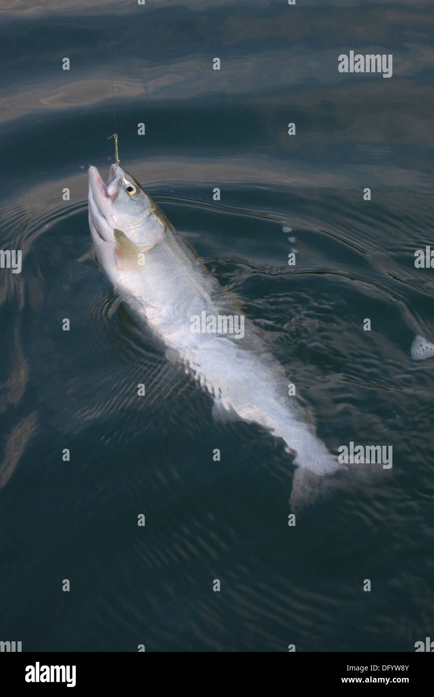 A pink salmon, also known as a Humpie, caught sport fishing on a Dick ...