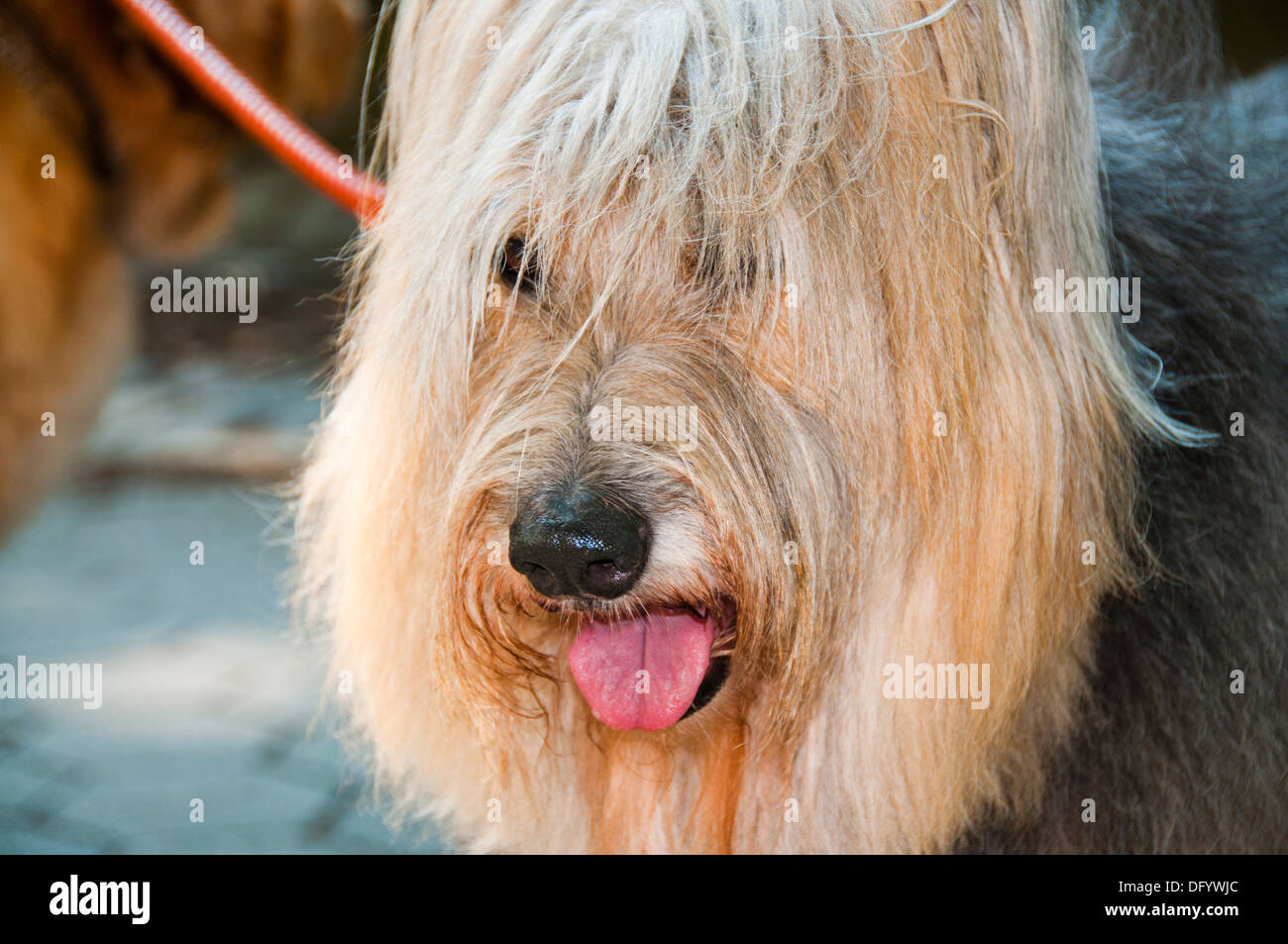 Bearded terrier hi-res stock photography and images - Alamy