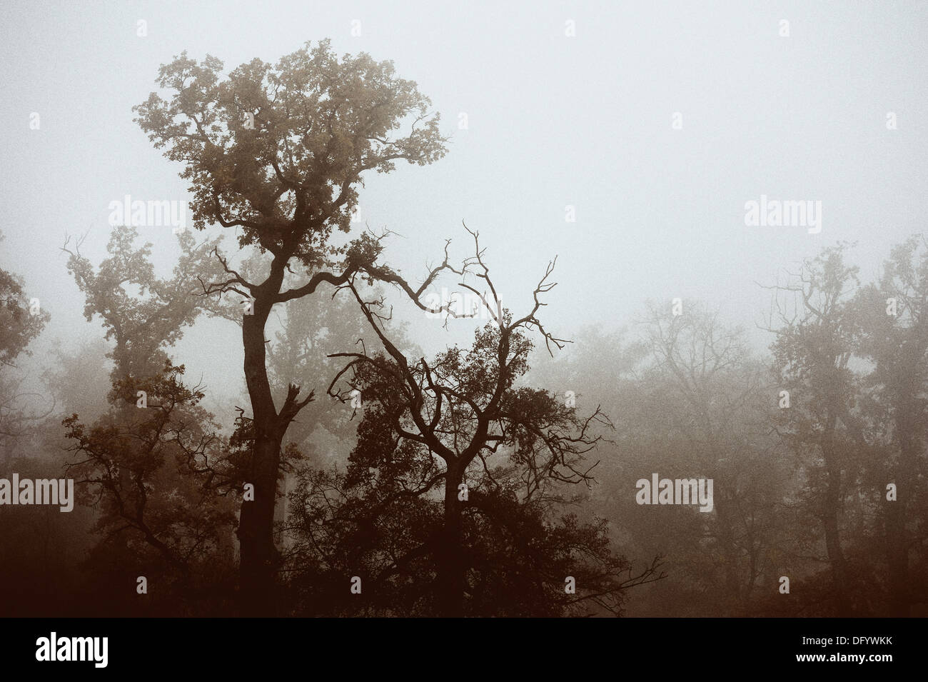 Misty Woods Low Saxony Germany Stock Photo - Alamy