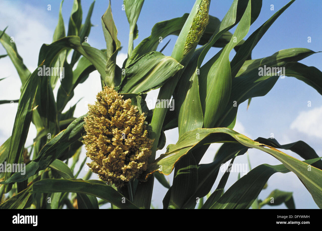Farm of jawar crop hi-res stock photography and images - Alamy