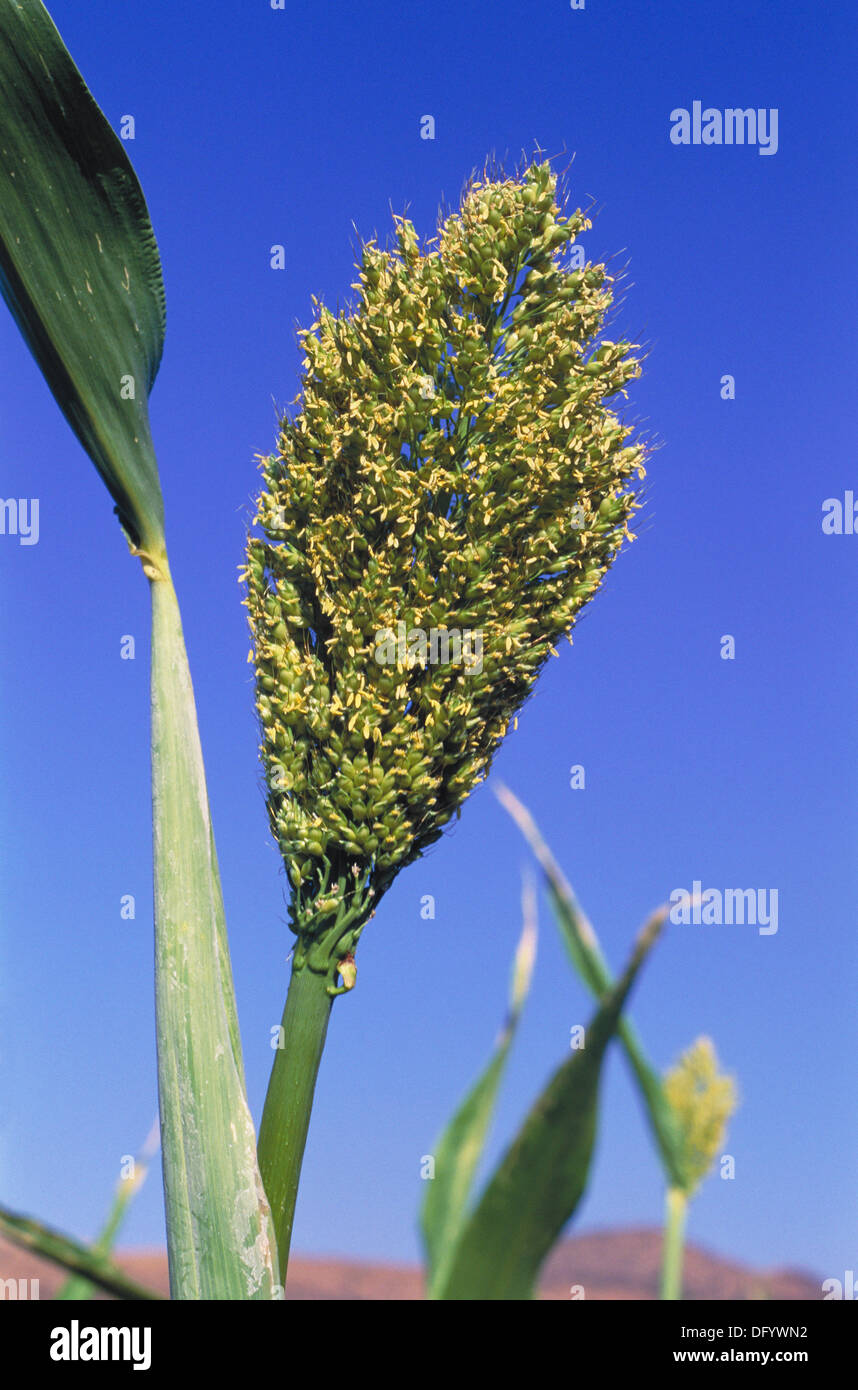 Jawar Plant High Resolution Stock Photography and Images - Alamy