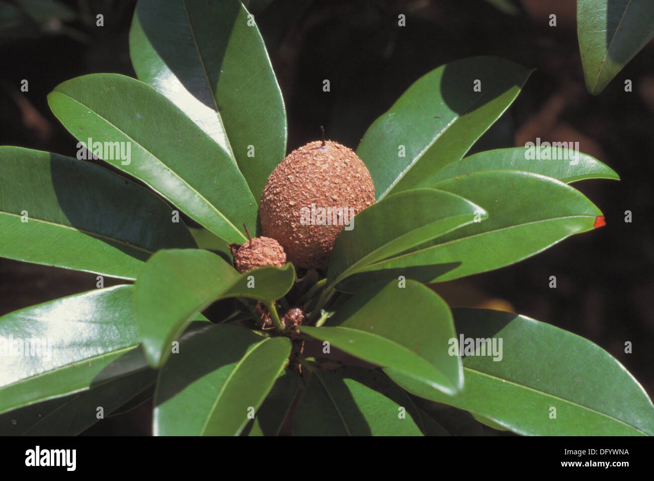 Chiku leaf hi-res stock photography and images - Alamy