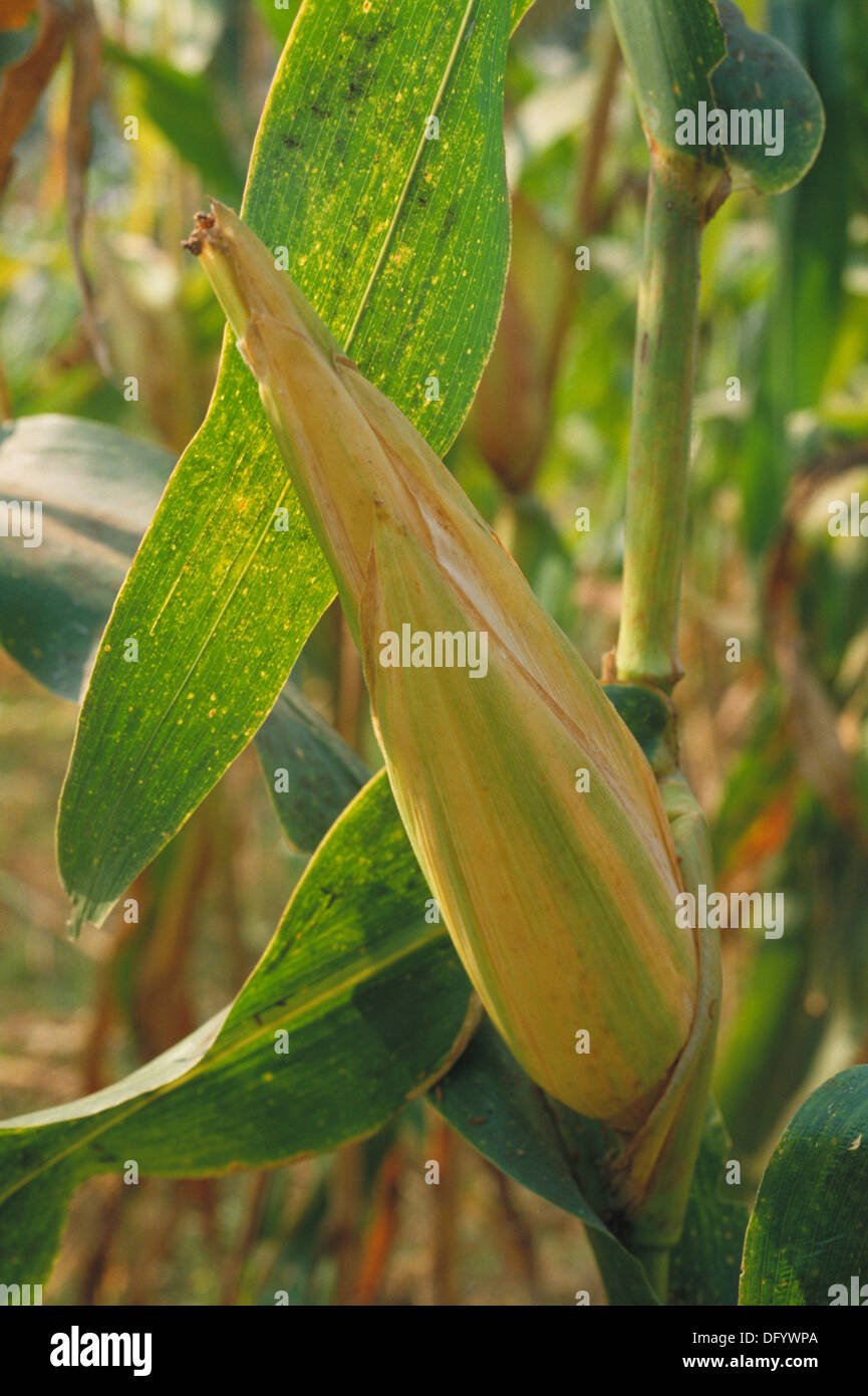 Punjab nature hi-res stock photography and images - Alamy