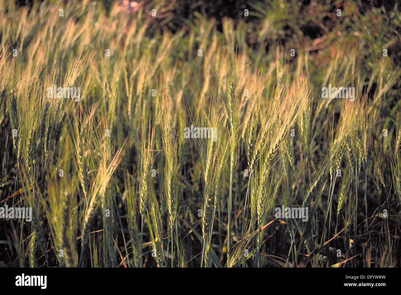 Bordi hi-res stock photography and images - Alamy