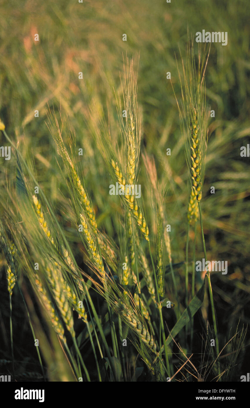 Bordi india hi-res stock photography and images - Alamy