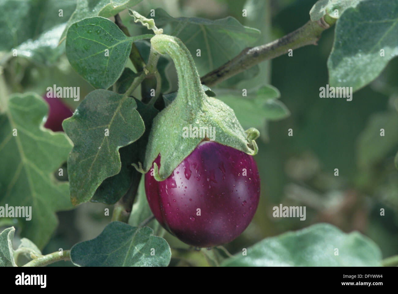 Single brinjal hi-res stock photography and images - Alamy