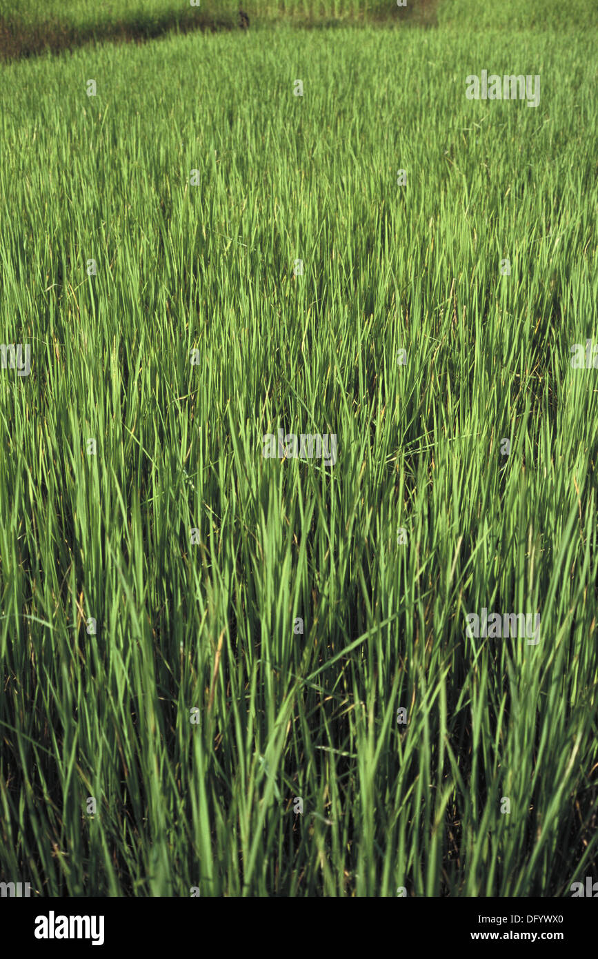 Crop rice paddy karnataka india hi-res stock photography and images - Alamy