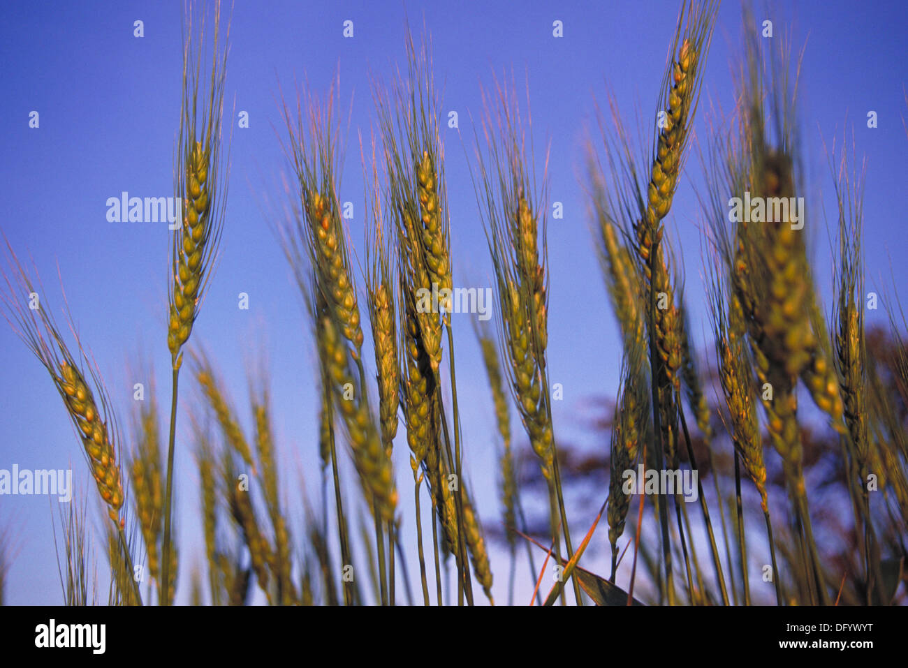 Bordi india hi-res stock photography and images - Alamy