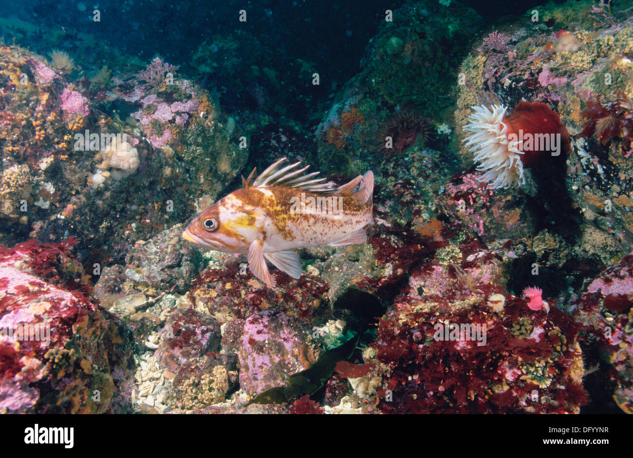 Quillback rockfish sebastes maliger hi-res stock photography and images ...