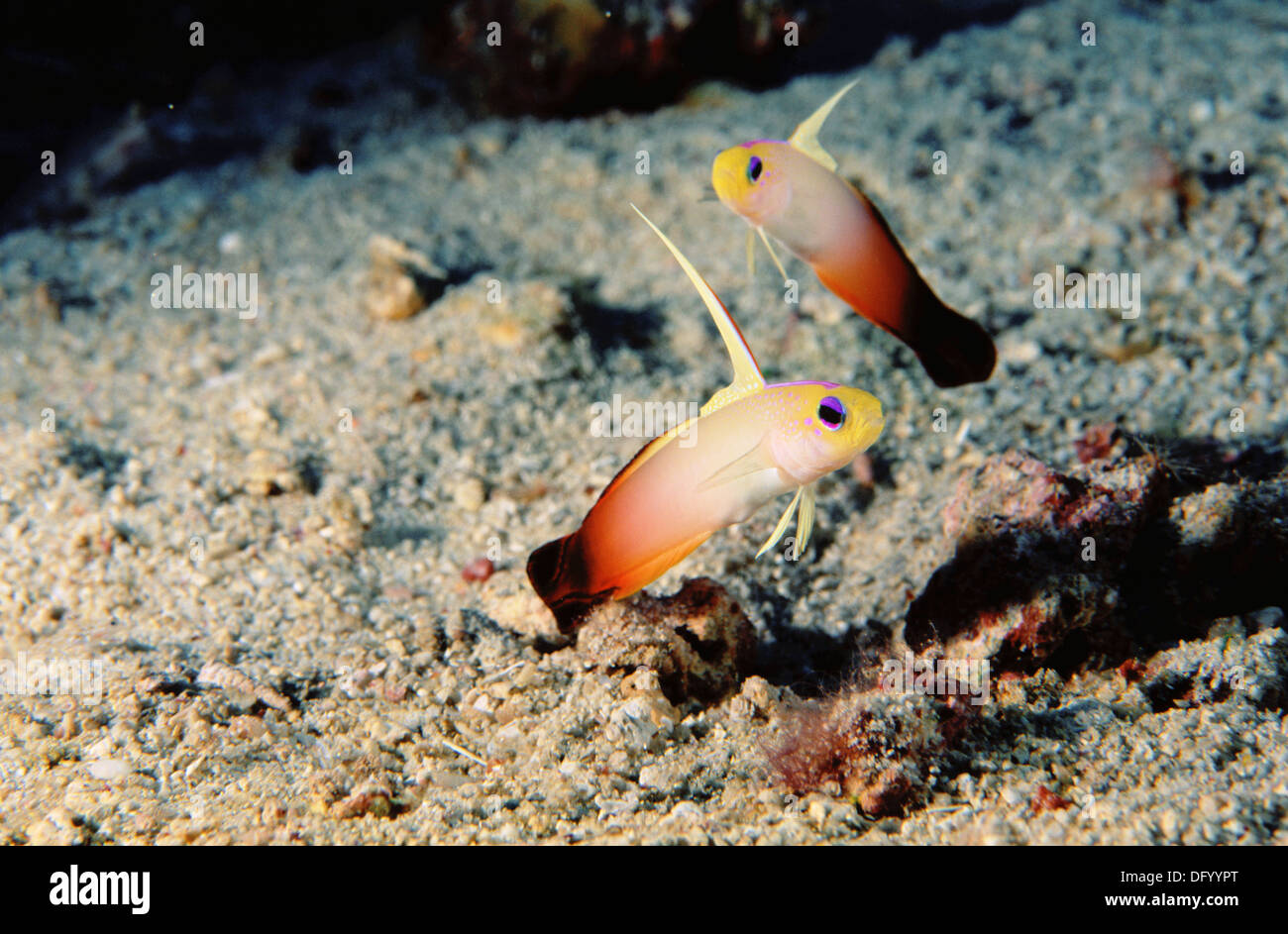 Fire gobies hi-res stock photography and images - Alamy