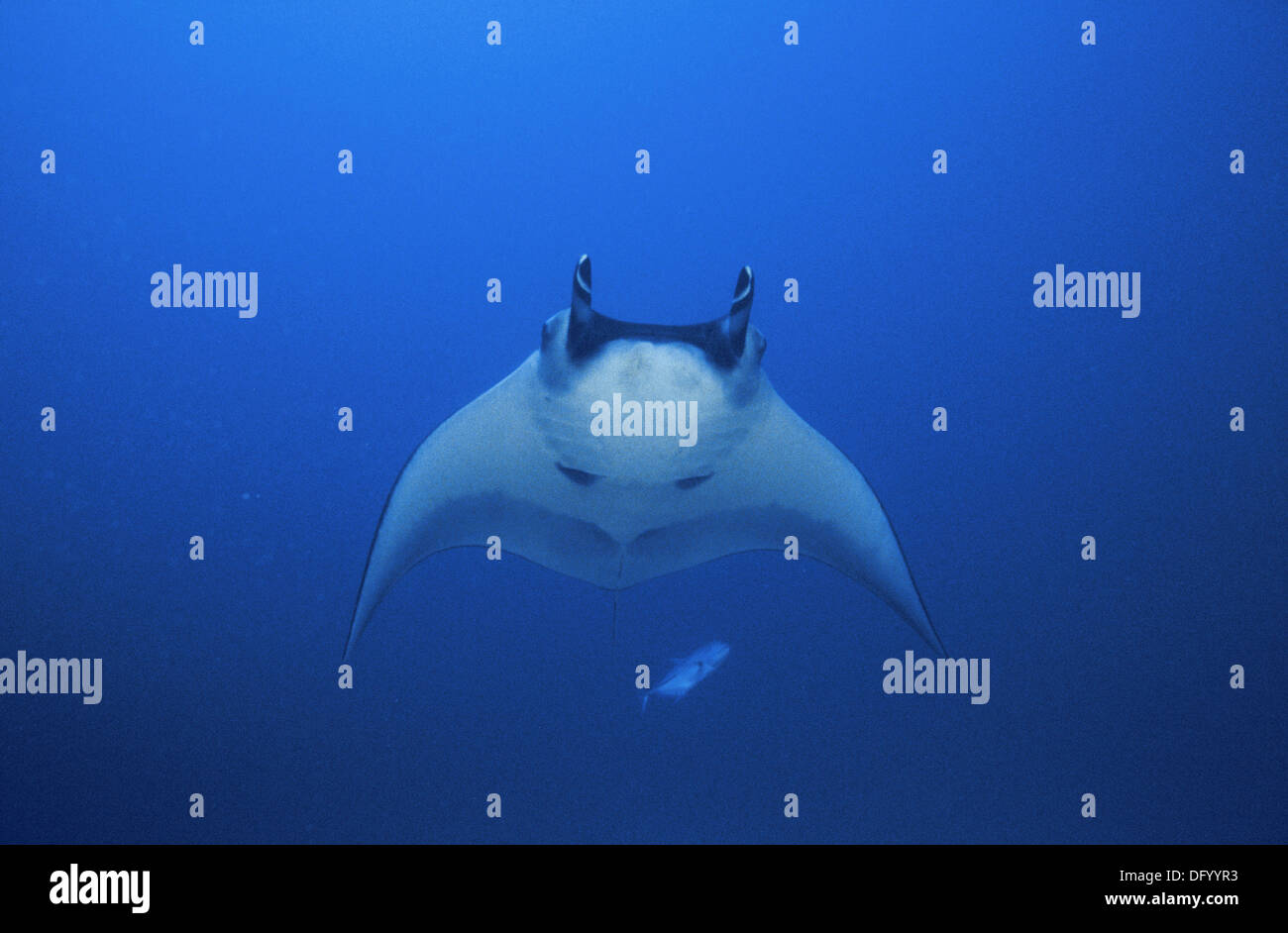 Mobular ray hi-res stock photography and images - Alamy