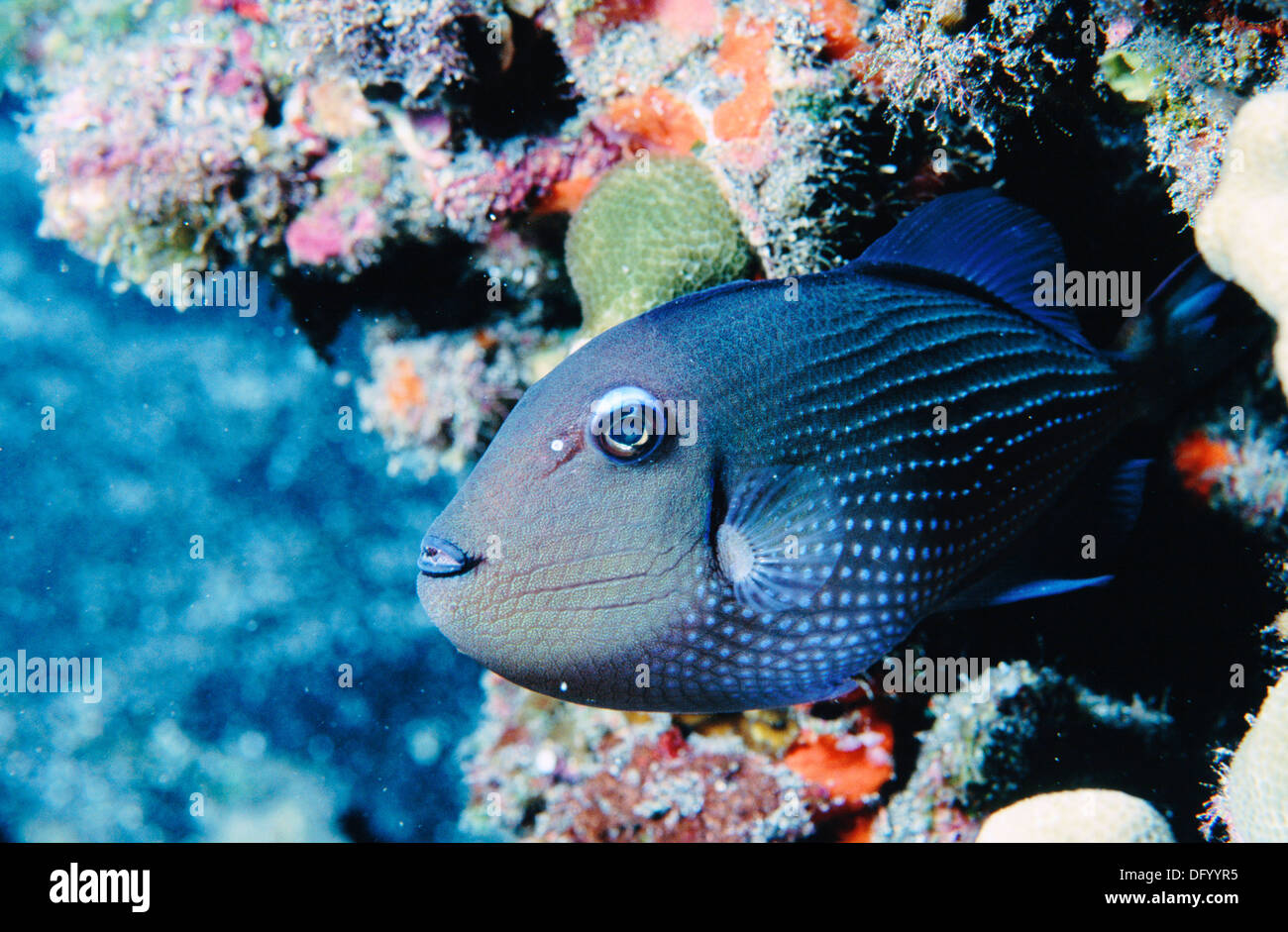 Blue and gold triggerfish hi-res stock photography and images - Alamy