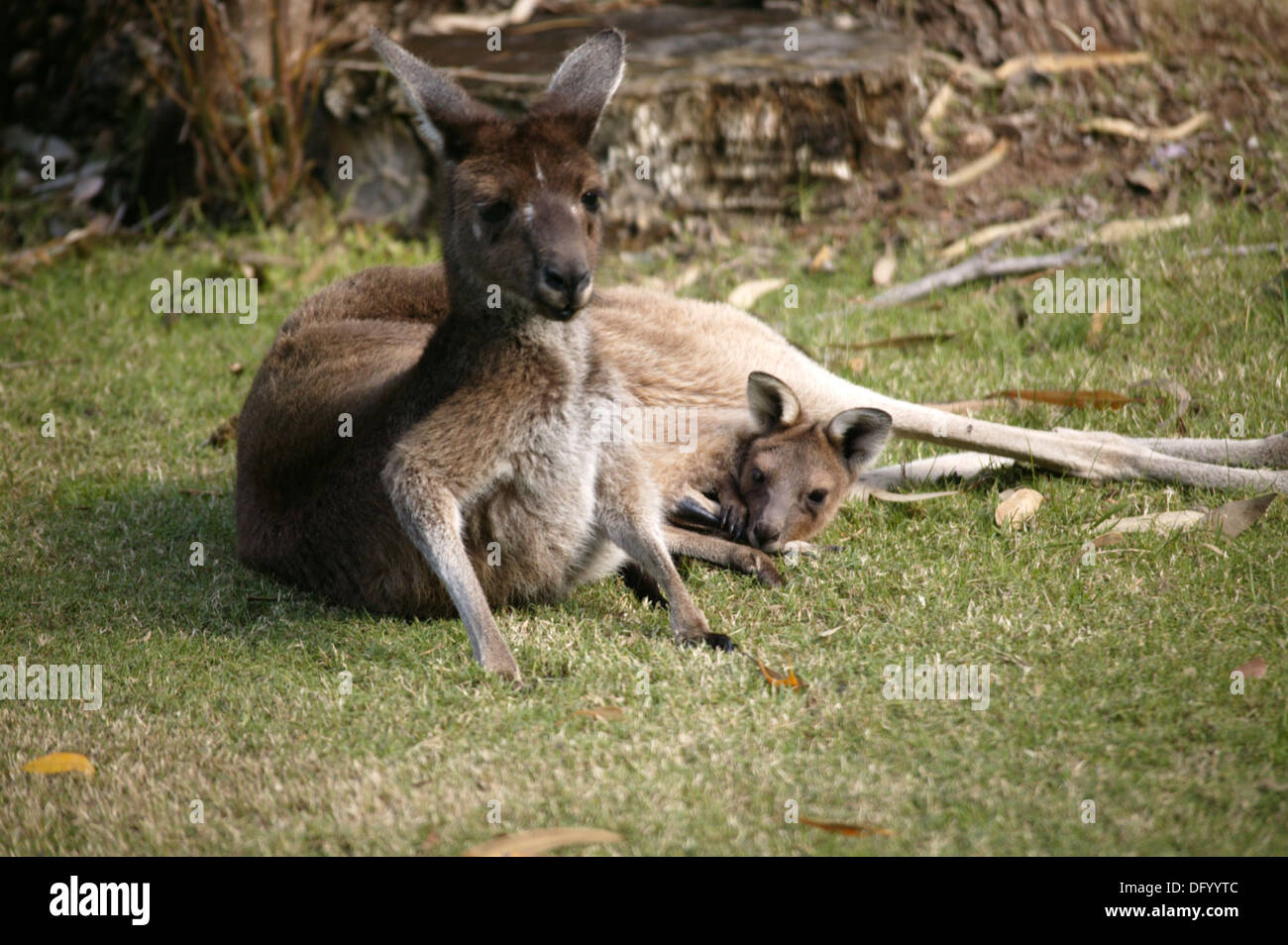 Australian Western Grey Kangaroos in open bushland Stock Photo - Alamy