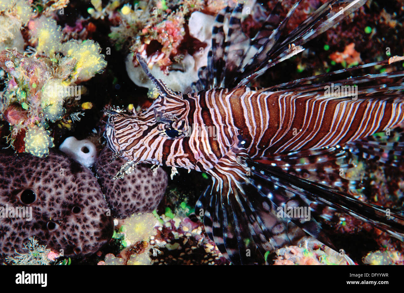 Tropical fish fish zebra pterois volitans hi-res stock photography and ...