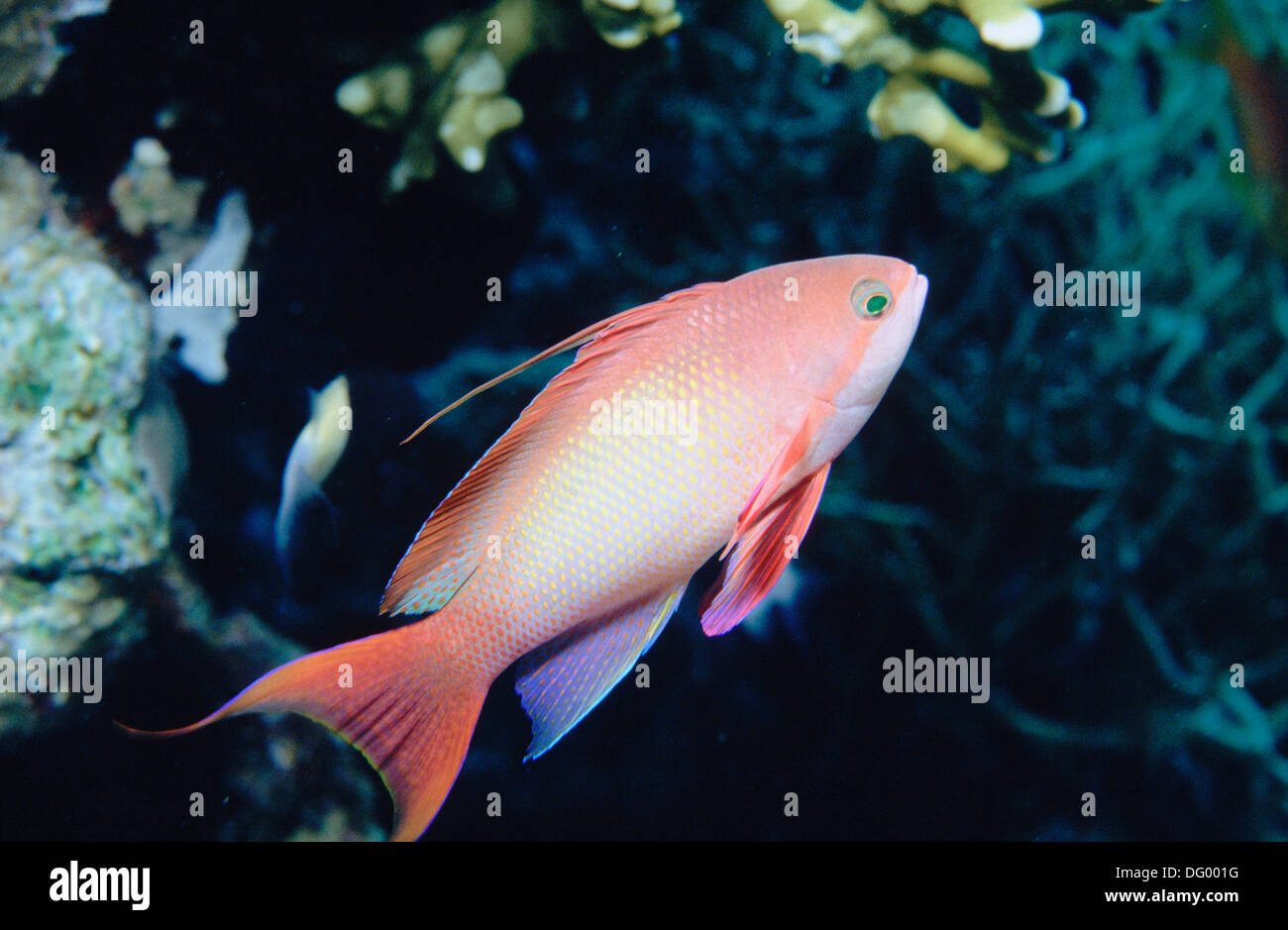 Fairy Basslet (Pseudanthias sp.). Red Sea. Egypt Stock Photo - Alamy