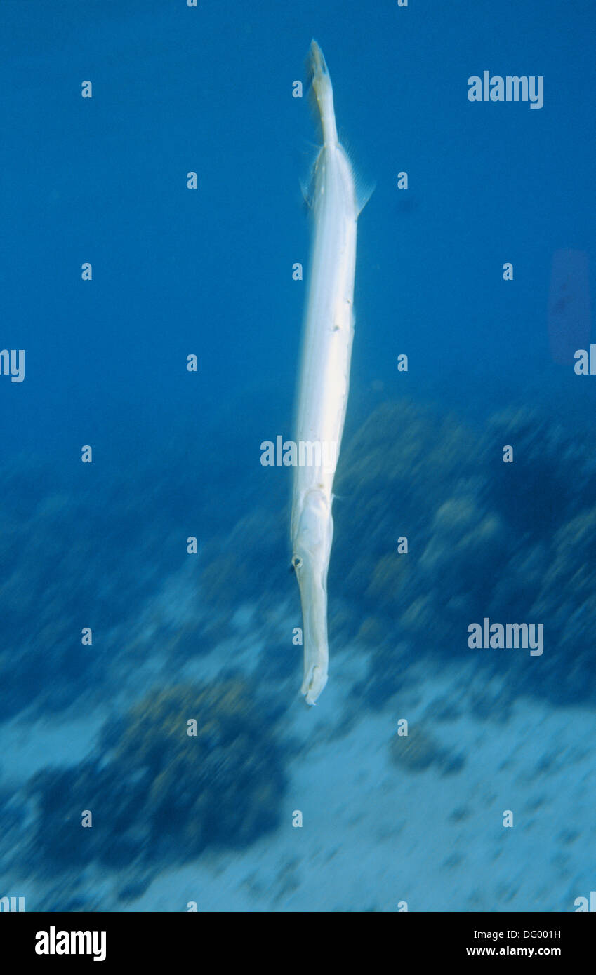Chinese Trumpetfish Aulostomus Chinensis High Resolution Stock ...