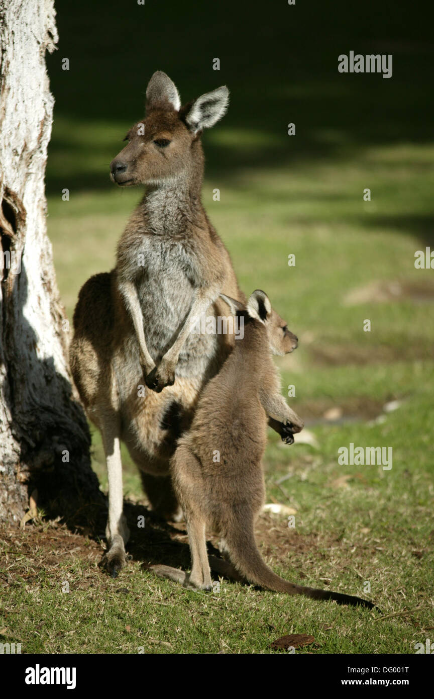 Australian Western Grey Kangaroos in open bushland Stock Photo - Alamy