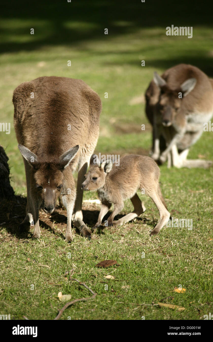 Australian Western Grey Kangaroos in open bushland Stock Photo - Alamy