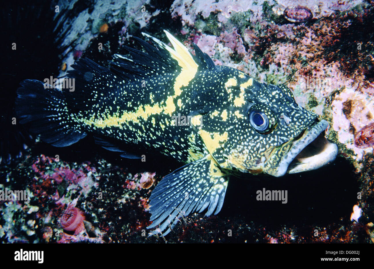 Sebastes nebulosus hi-res stock photography and images - Alamy