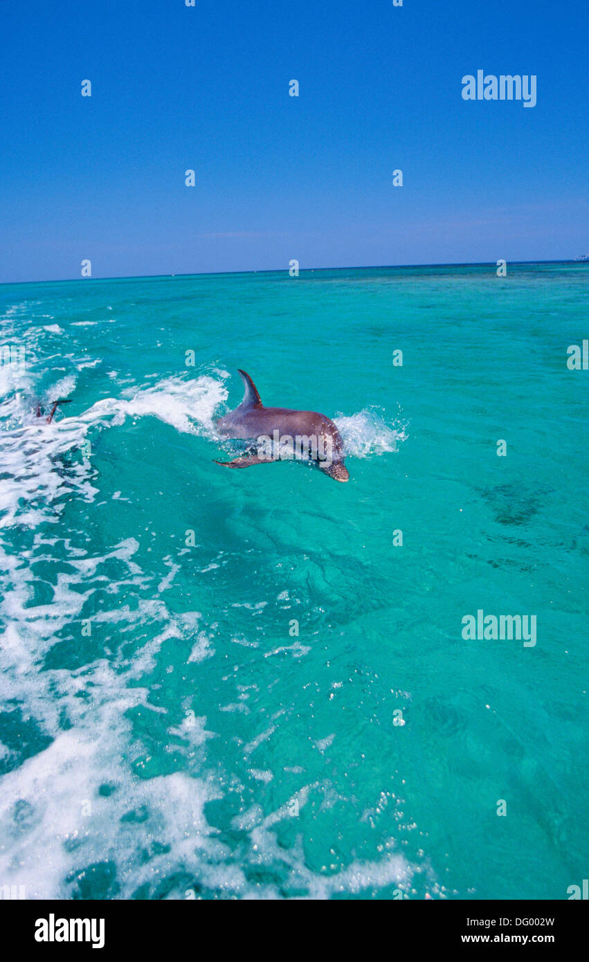 Roatan honduras surf hi-res stock photography and images - Alamy