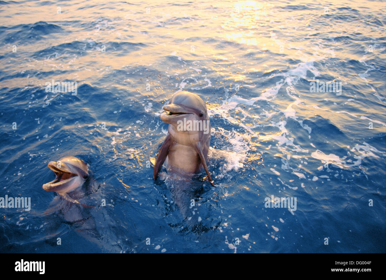 Roatan honduras surf hi-res stock photography and images - Alamy