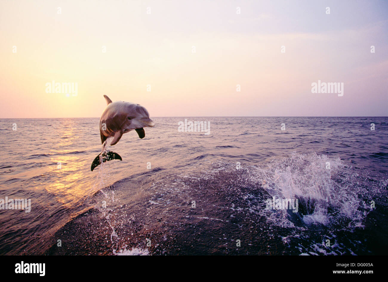Roatan honduras surf hi-res stock photography and images - Alamy