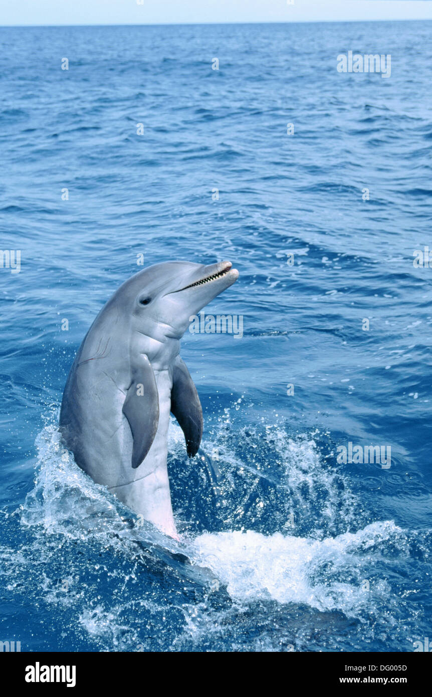 Roatan honduras surf hi-res stock photography and images - Alamy