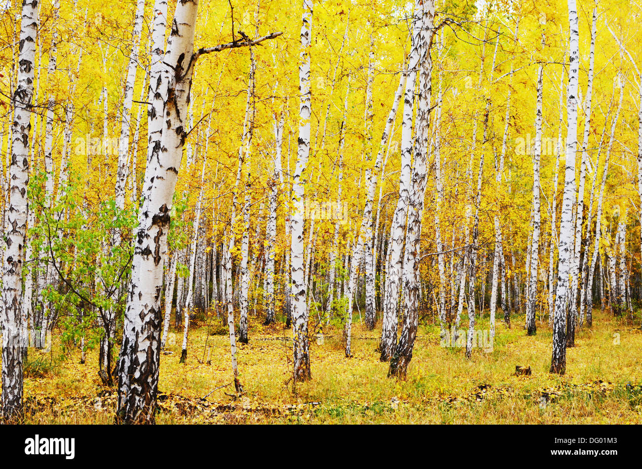 autumn birch forest Stock Photo - Alamy