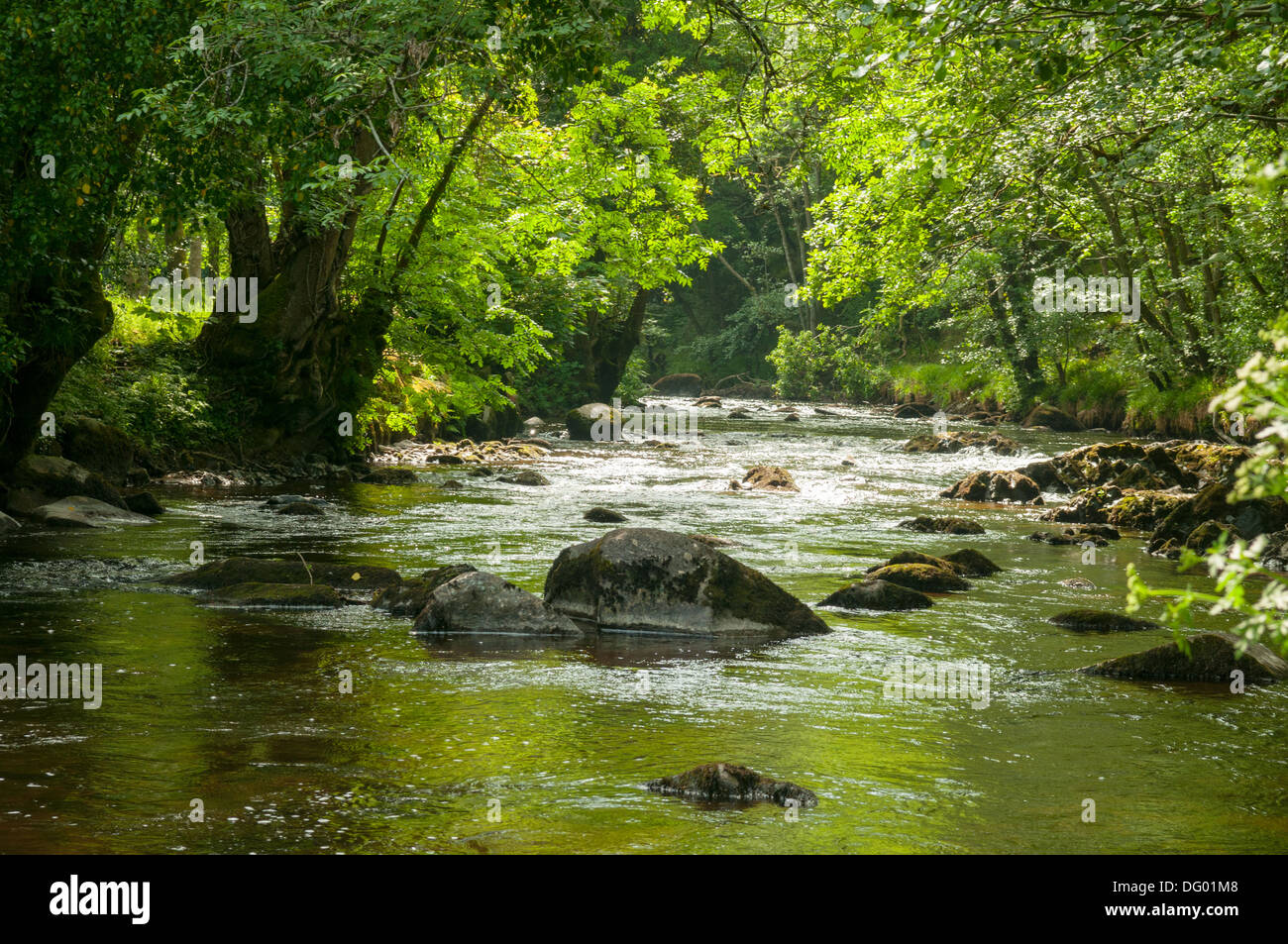 River Teign, Fingle Bridge, Devon, England Stock Photo - Alamy