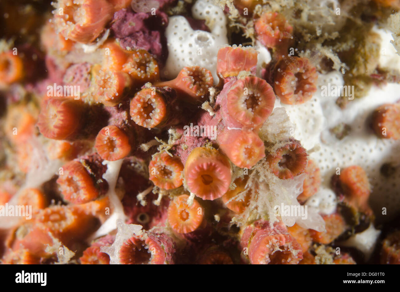 Underwater macro close up hi-res stock photography and images - Alamy