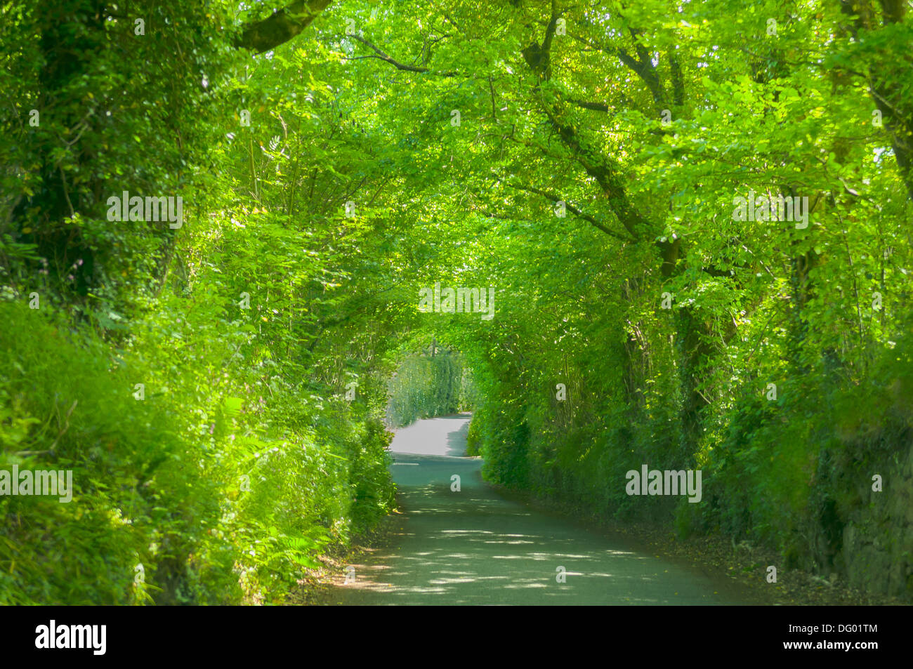 Tree tunnel england hi-res stock photography and images - Alamy