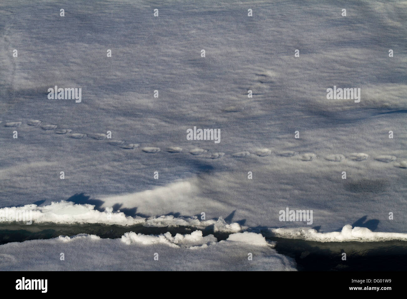 Polar bear paw prints in snow on ice flow above the 80th parallel ...