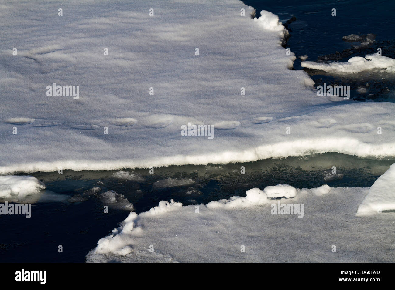 Polar bear paw prints in snow on ice floe, 80th parallel, Norwegian ...