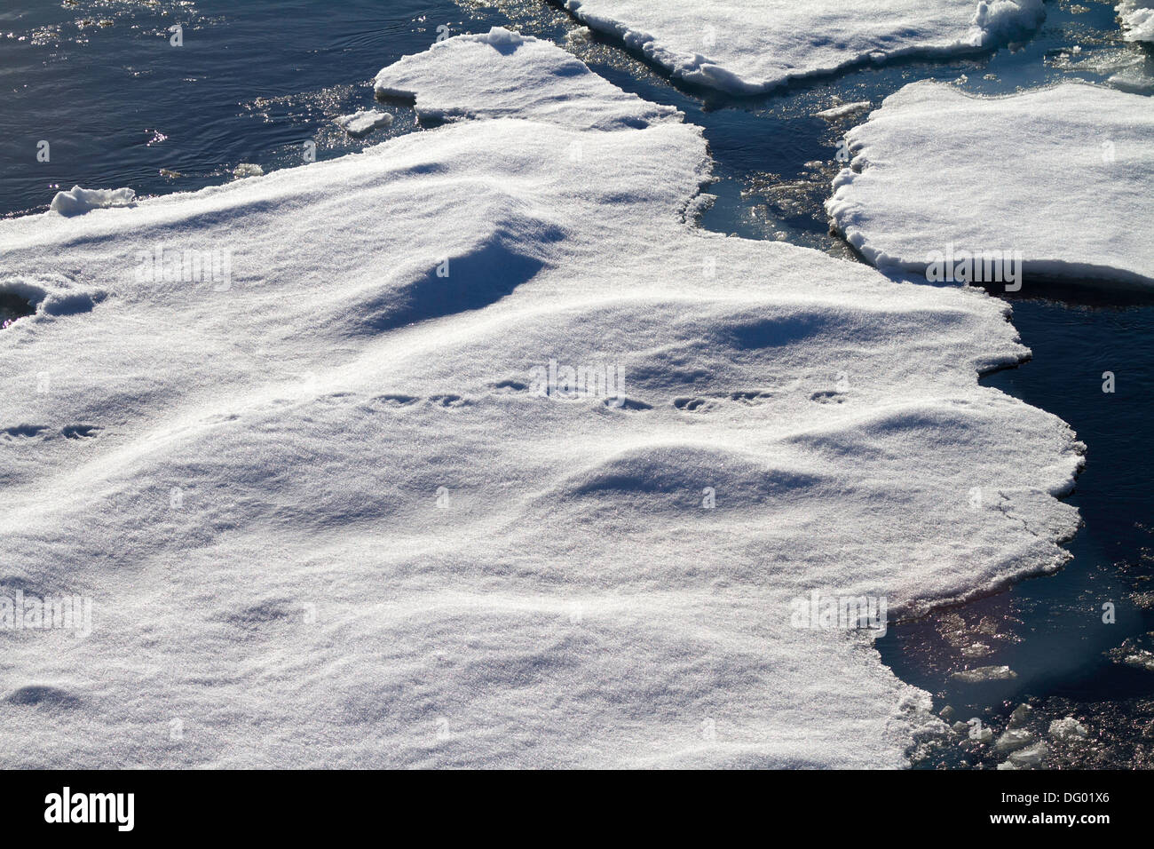 Polar bear paw prints in snow on ice floe, 80th parallel, Norwegian ...