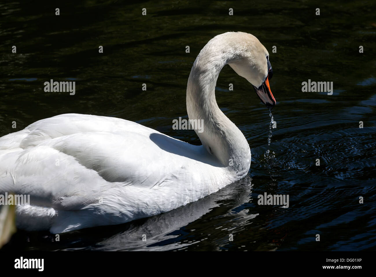 Anatidae hi-res stock photography and images - Alamy