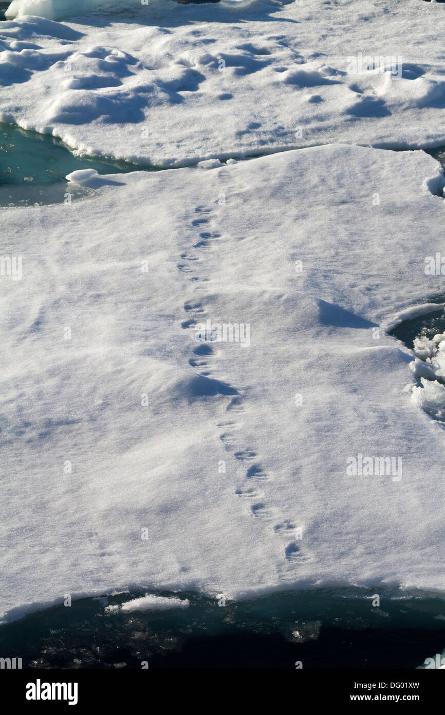 Polar bear paw prints on ice floe above the 80th parallel, Norwegian ...