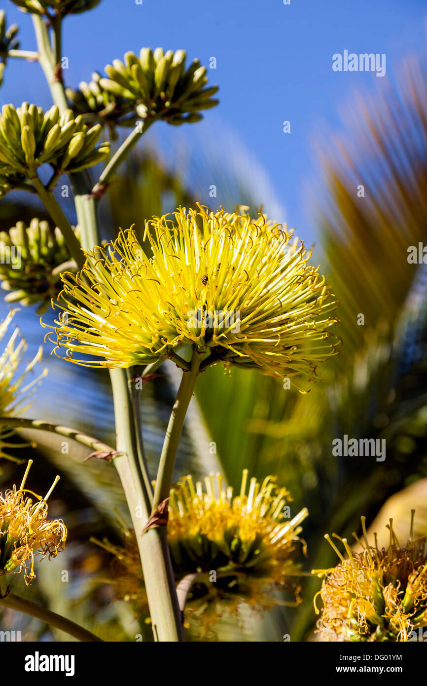 Yellow cactus flower clusters on stalk with tiny honey bee Stock Photo ...