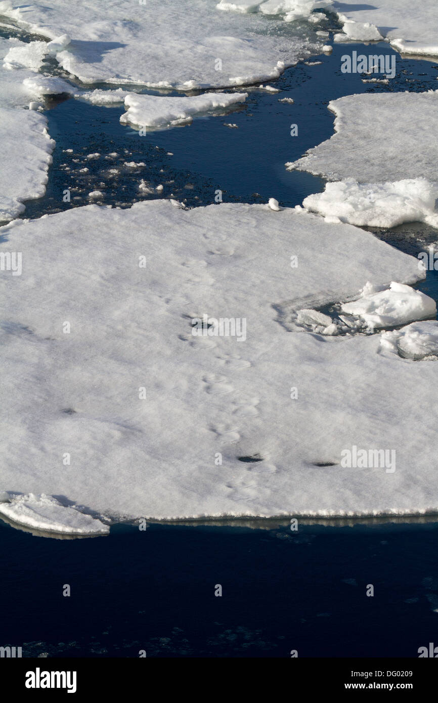 Polar bear paw prints on ice floe above the 80th parallel, Norwegian ...
