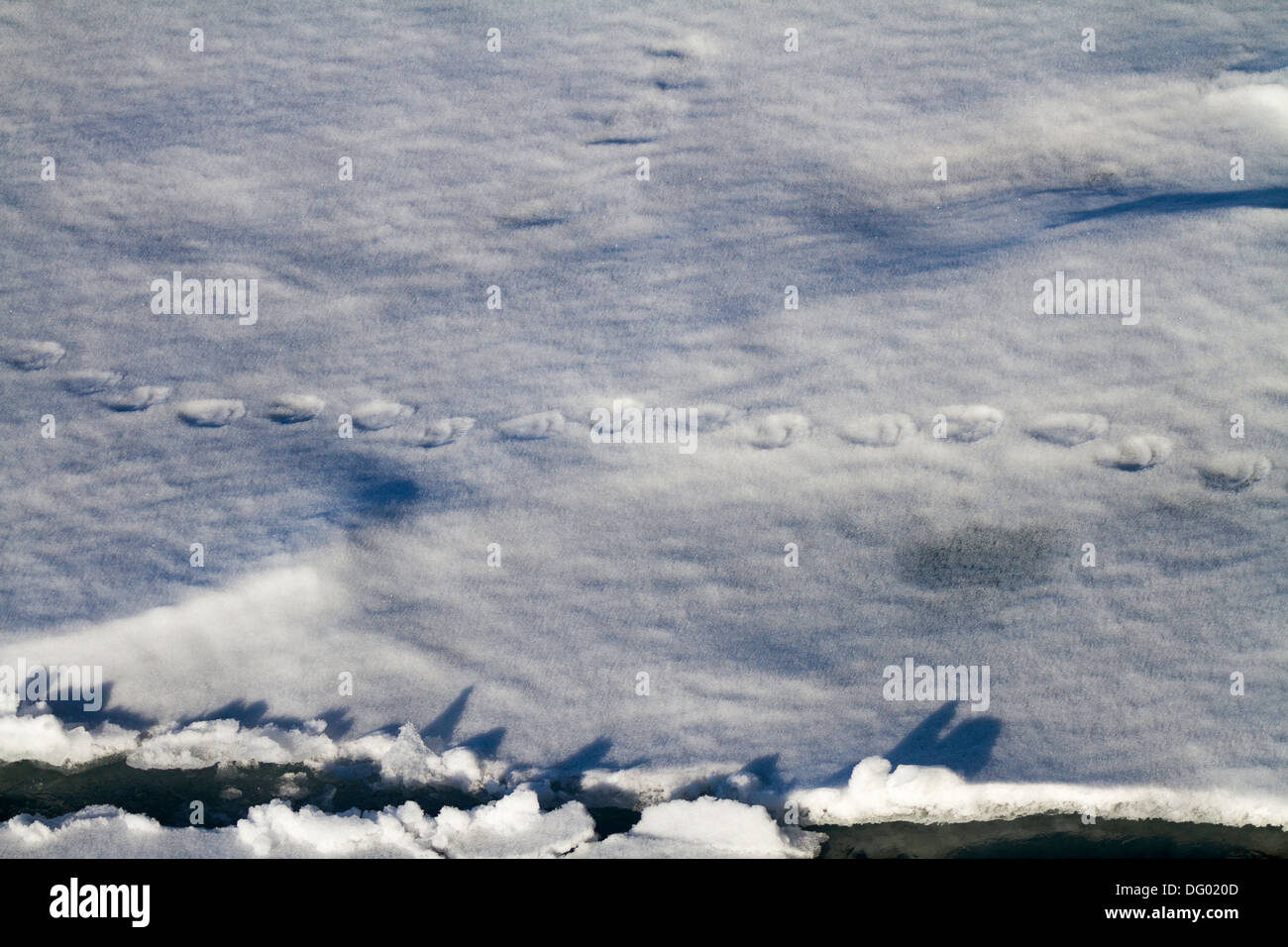 Bear paw prints in snow hi-res stock photography and images - Alamy