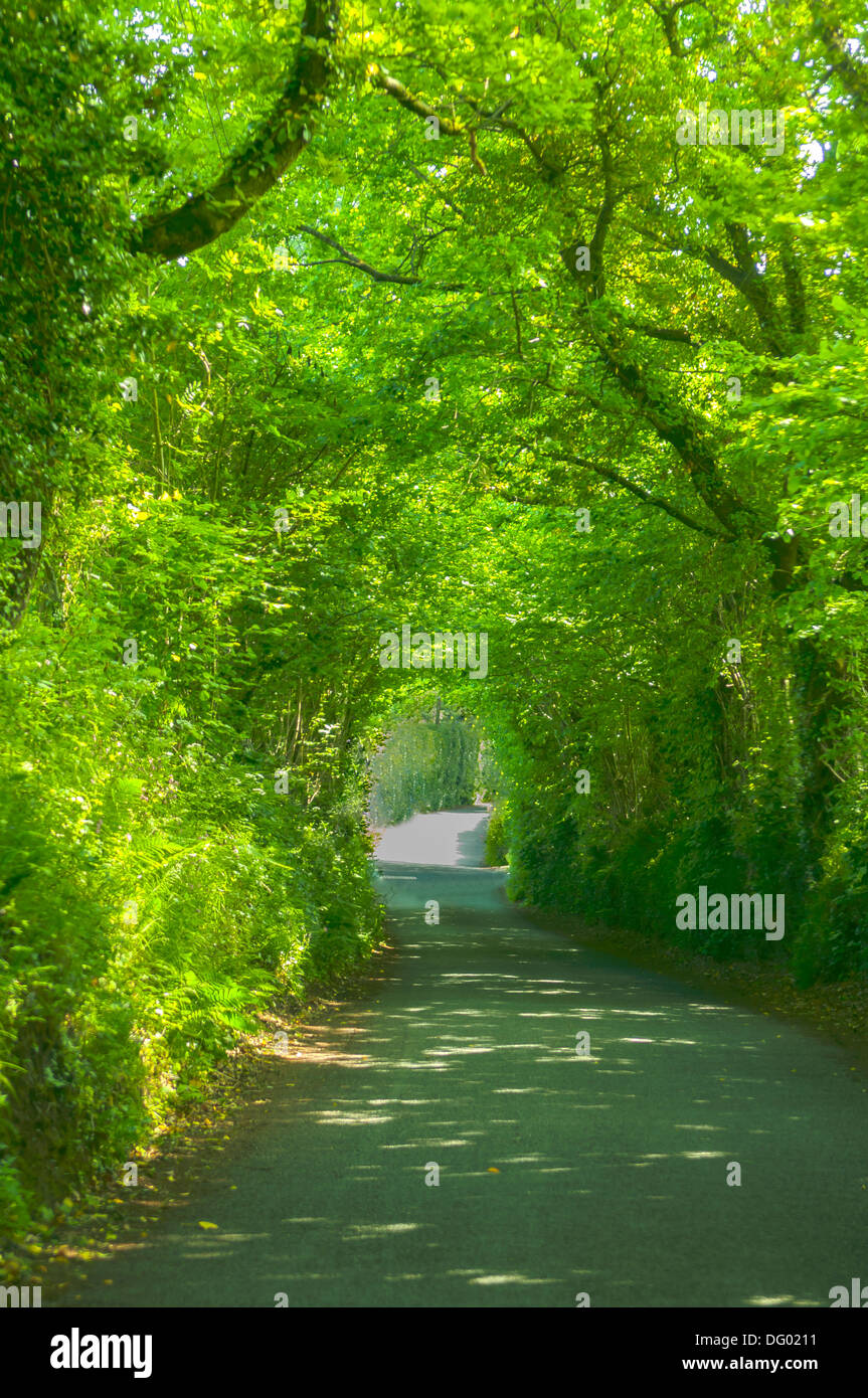 Tree tunnel england hi-res stock photography and images - Alamy