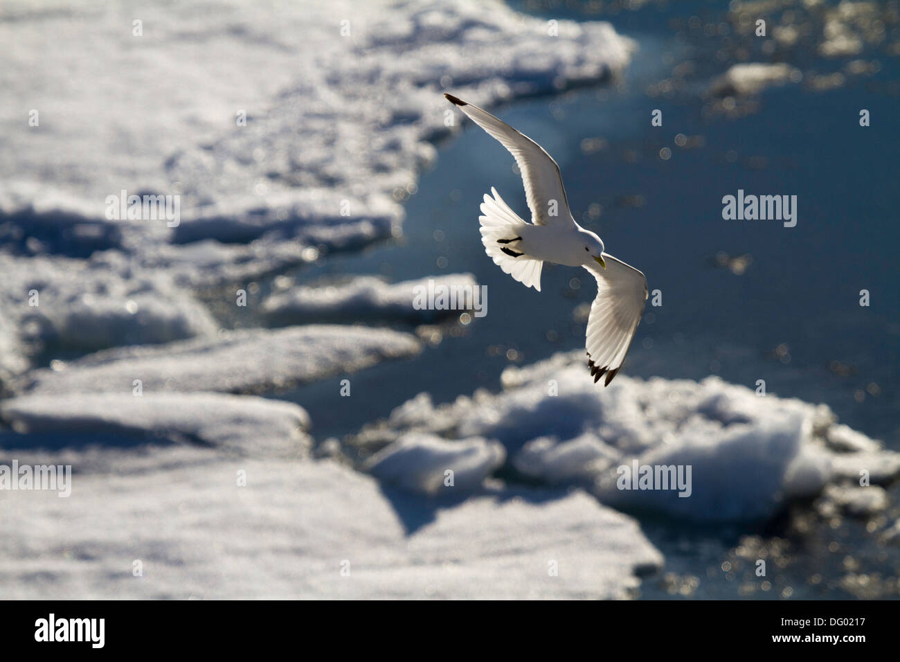 Kittiwake in flight above the 80th parallel, Norwegian Arctic Stock ...