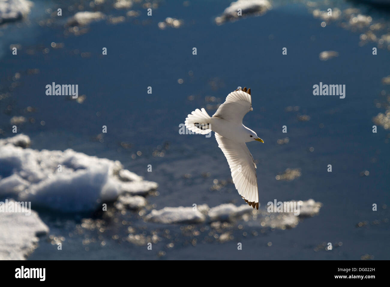 80th parallel hi-res stock photography and images - Alamy