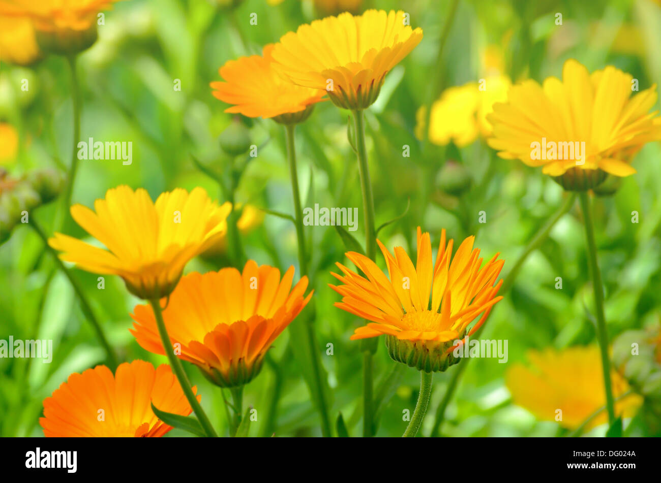 Close up of marigold flowers in the garden, selective focus Stock Photo ...